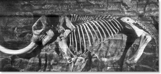 The Marshalls Creek Mastodon | Local History Articles | Monroe County ...